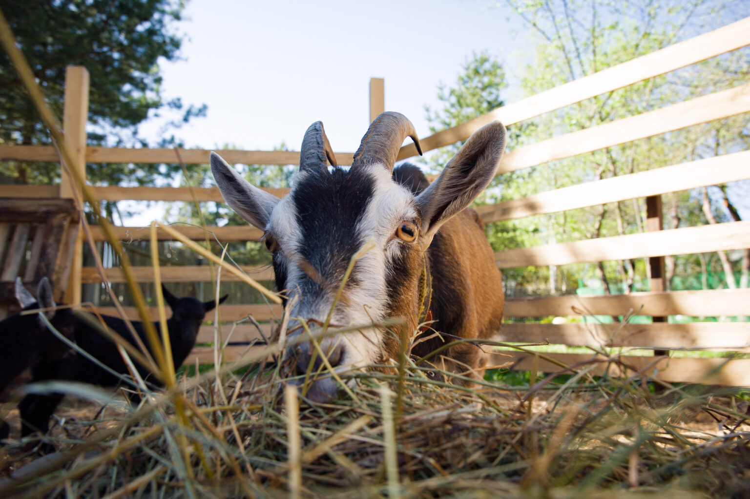 A Guide: What Can Goats Eat - Goat Journal